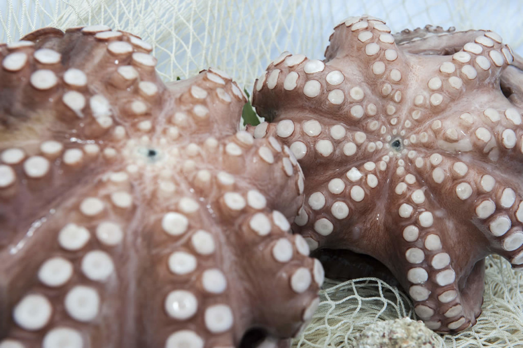Octopus of Origin – Mariscos Gilmar